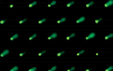 CometAssay Assay Principle R D Systems