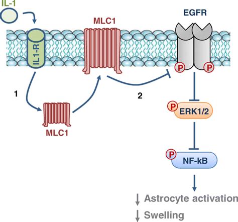 Schematic Representation Of Mlc1 Regulation On Il1 β Mediated