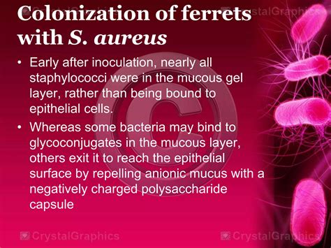Adhesion Invasion And Colonization Pptx