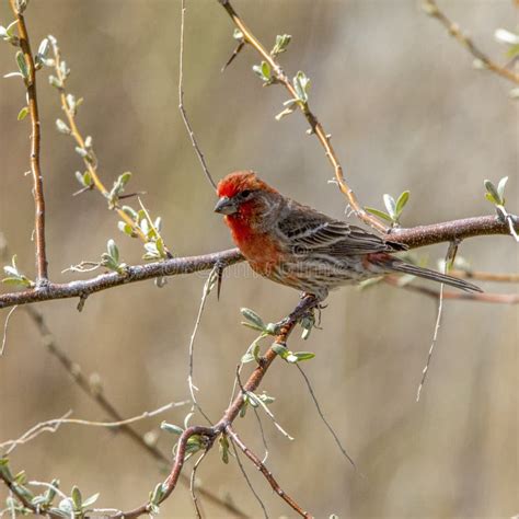 Cassin`s Finch Beatiful Song Bird Of The West Stock Image Image Of Forest Avifauna 162868389