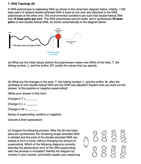 7 Dna Topology Ii A Dna Polymerase Is Replicating Dna As Course Hero