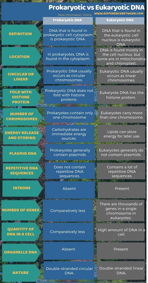Difference Between Prokaryotic And Eukaryotic DNA