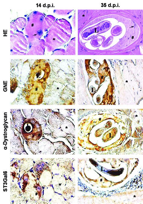 Immunohistochemistry Modifi Ed Methacarn Fi Xed Sections From Mouse