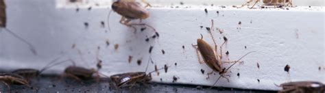 Cockroach Exterminator