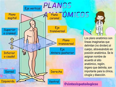Planos Anatomicos