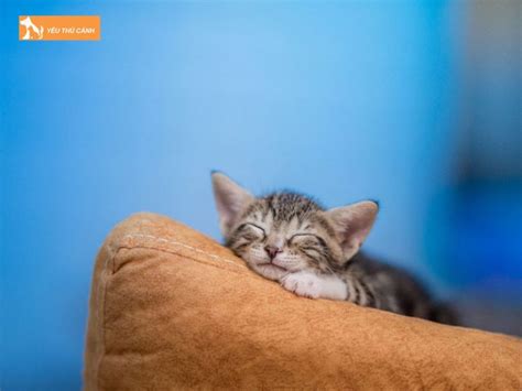 Tiết Lộ Sự Thật Việc Mang Mèo Về Nhà Nuôi Có Xui Không Thucanh