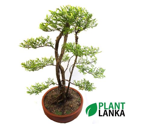 Waralla වැරැල්ළ Bonsai Plant 6 7 Years Old Plant Lanka Tropical