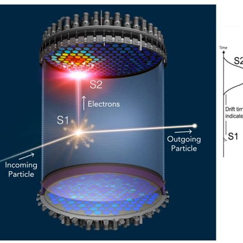 2 The Xenon 1t Detector Is Used To Demonstrate The Workings Of A Download Scientific Diagram