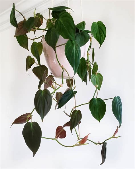 Mican Pothos
