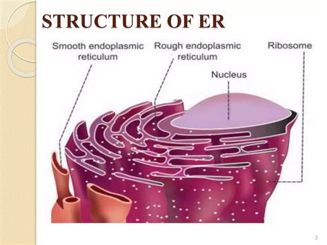 Smooth Endoplasmic Reticulum And Vacuoles Pptx