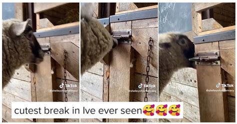 This Clever Sheep Called Lovely Should Be Renamed Ewedini The Poke