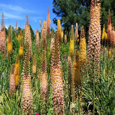 Eremurus Roots Foxtail Lilies For Sale Easy To Grow™ Easy To Grow