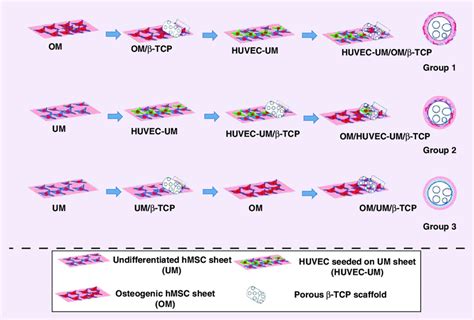 The Step By Step Procedures For Preparing Cell Sheetβ Tcp Composite Download Scientific