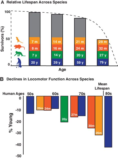 Relative Life Spans And Age Related Declines In Locomotor Function