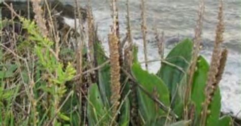 Cuáles Son Los Beneficios Del Llantén La Hierba Utilizada Como Laxante