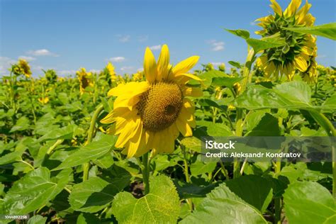 성장 하는 해바라기는 여름 또는을 맑은 날 푸른 하늘과 흰 구름 배경에서와 대 한 필드에 큰 녹색 잎 익은 해바라기의 가까이 보기 0명에 대한 스톡 사진 및 기타 이미지
