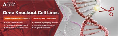 Functional Cell Line Commercial License Support Service Acrobiosystems