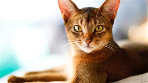 10 Semne Că Pisica Ta Este Fericită Animal Zoo