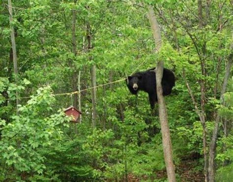 Животные пустыни выносливые и трудолюбивые Сайт Природа