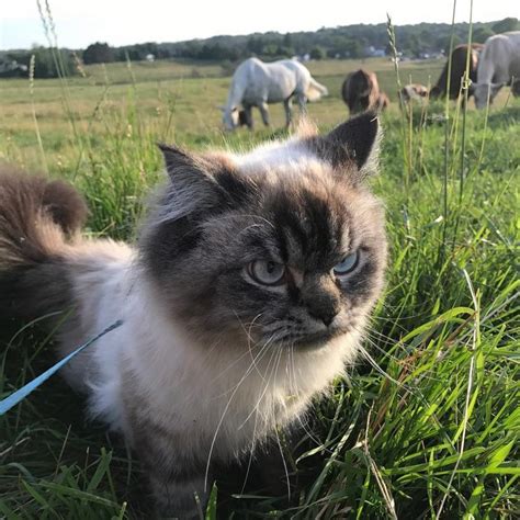 Meet Merlin The Grumpy Ragdoll Cat Tettybetty