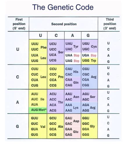 Mg L4 Protein Synthesis Flashcards Quizlet