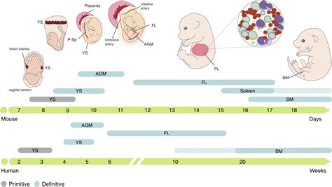 Mouse Liver Development At Ronald Piper Blog
