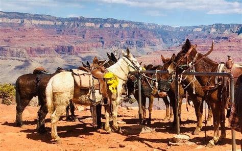 Configuring A Shopify Mulesoft Connector Dzone