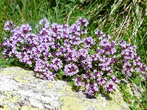 Tomillo Thymus Vulgaris