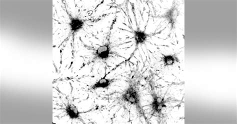 New Tool Provides Researchers With Improved Understanding Of Stem Cell