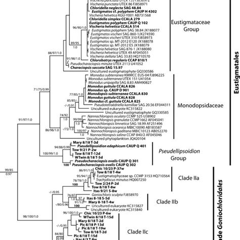 Current Taxonomy Of The Eustigmatophyceae Download Scientific Diagram