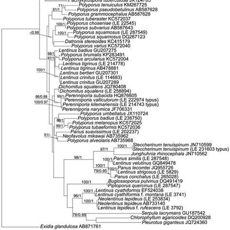 the best tree obtained from the ml analysis of its data set bootstrap