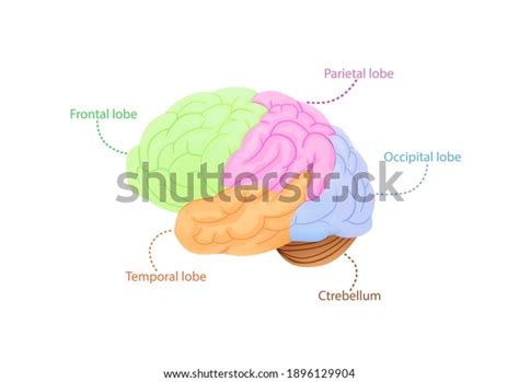 Structure Cerebral Cortex Illustration Colored Anatomical เวกเตอร์สต็อก ปลอดค่าลิขสิทธิ์