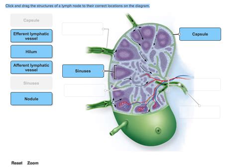 Diagram Scalp Lymph Nodes Diagram Wiringschemacom