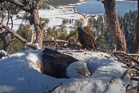 Watch Rare Livestream Of Bald Eagles Nesting On Eggs In California New Scientist