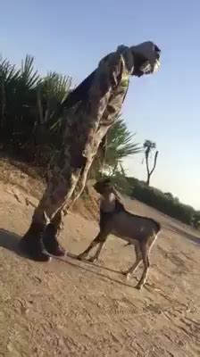 Strange Goats Sex Relationships Kenya Talk