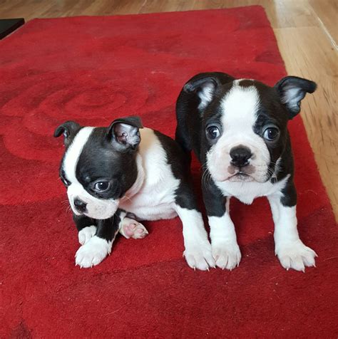 Boston Terrier Puppies For Sale Troy Mi 191334