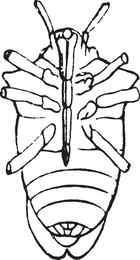 Shield Bug Vintage Engraving 35037032 Vector Art At Vecteezy