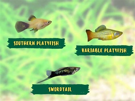 Ultimate Platy Fish Care Guide Food Parameters Tank