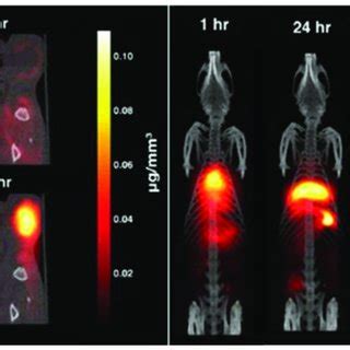 A Tracer Dynamics In Group A Rats Slices Through The MPI Volume Over Download Scientific