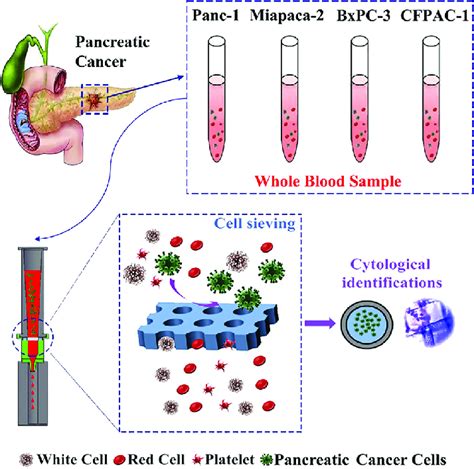 Schematic Illustration Of The Detection Of Ctcs From Peripheral Blood