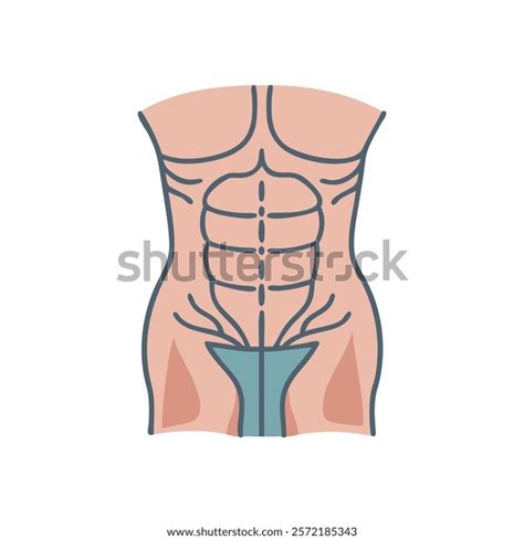 Thorough Rectus Abdominis Muscle Anatomy Illustration Stock Vector