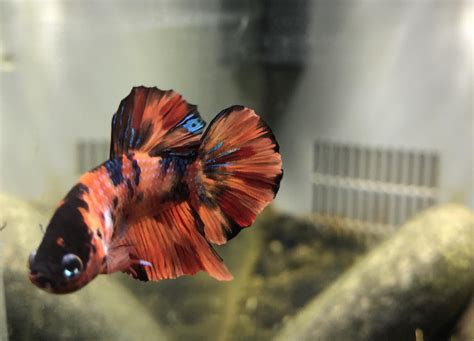 I Love My Lil Fish Rbettafish