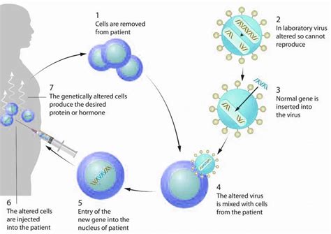 Gene Therapy Definition Types And Applications