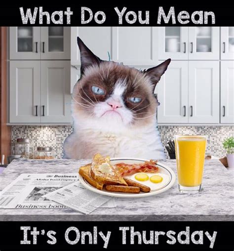 Grumpy Cat Thursday