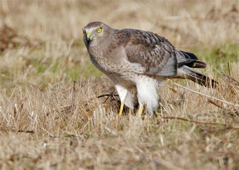 Northernharrierp