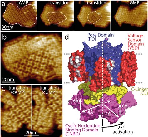 Figure 1 From Advances In High Speed Atomic Force Microscopy Hs Afm Reveal Dynamics Of