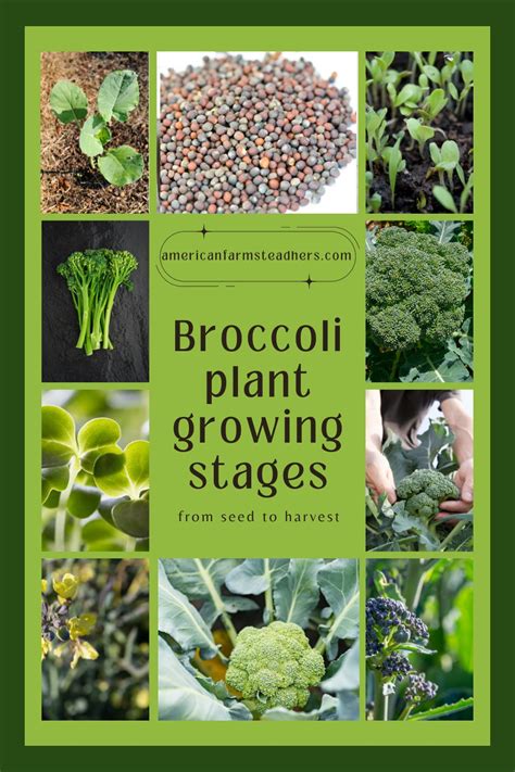 Broccoli Plant Growing Stages From Seed To Harvest