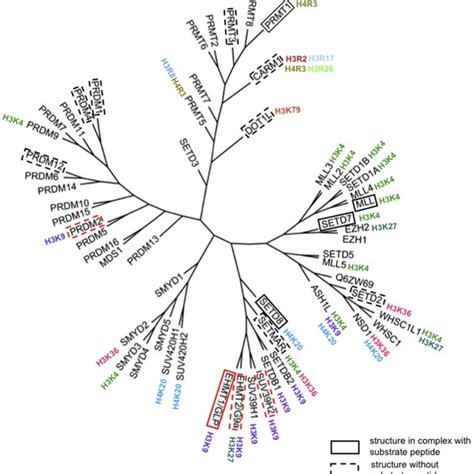 phylogeny is based on a multiple sequence alignment of the