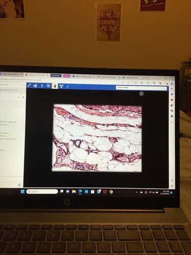 Histology Flashcards Quizlet