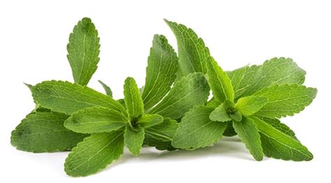 Stevia Structure